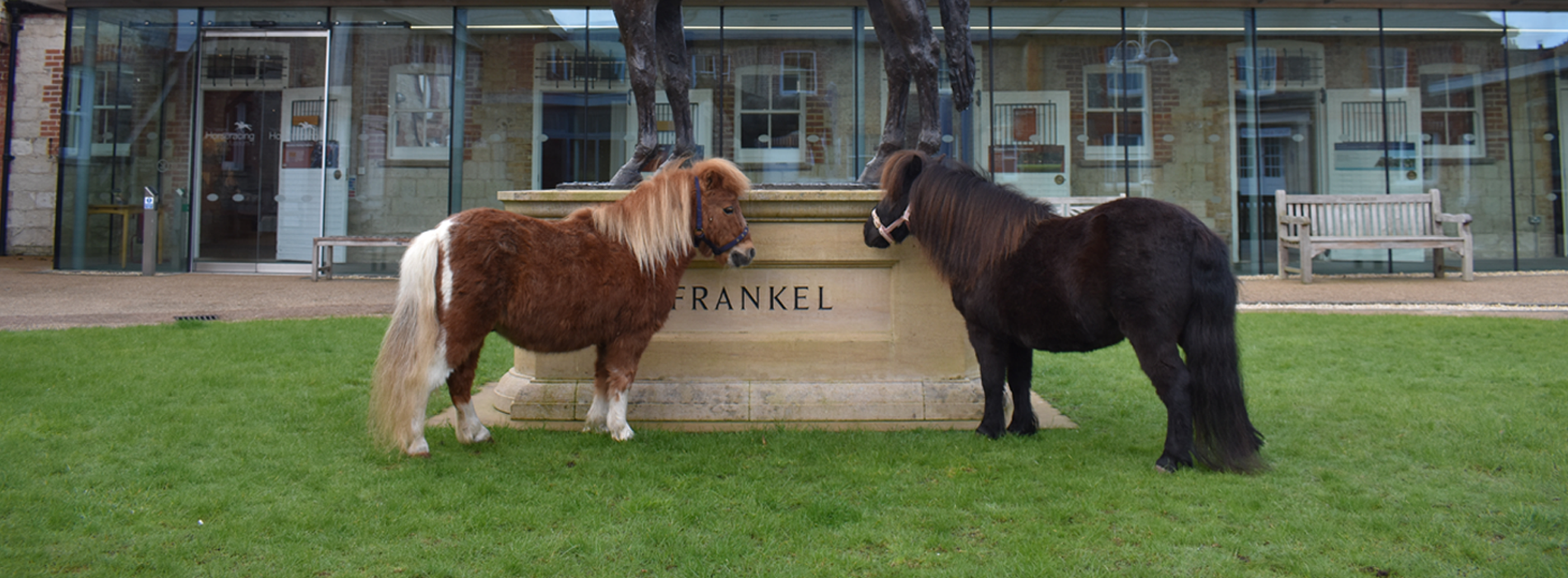 Shetland Ponies and their Connection to Racing - National Horseracing ...